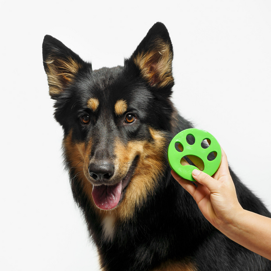 GROOMI Mess-Free Pet Grooming: A pet grooming brush for your vacuum ...