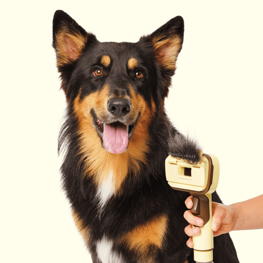 GROOMI™: Vacuum Grooming Tool, Deshedding Brush for Dogs & Cats – The ...